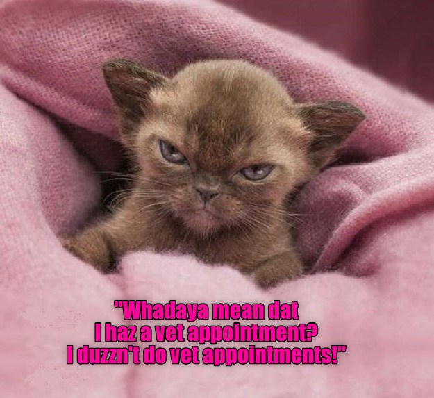 Nelson clarifies things for his human! - Lolcats - lol | cat memes ...