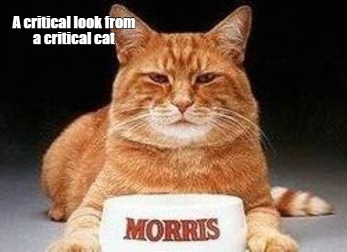 Morris Is Quite Finicky - Lolcats - lol | cat memes | funny cats ...