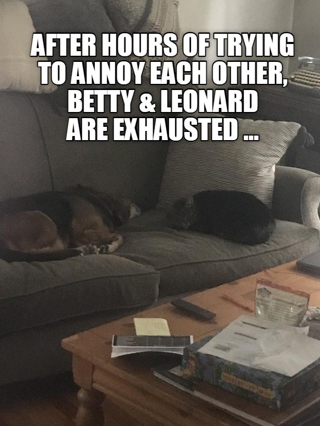 Finally - Lolcats - lol | cat memes | funny cats | funny cat pictures ...