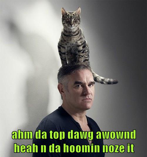 Ahm - Lolcats - lol | cat memes | funny cats | funny cat pictures with ...