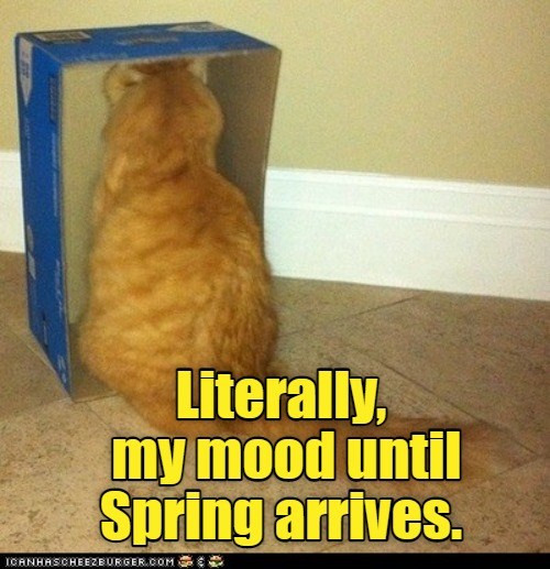 Can you tell I don't like Winter? - Lolcats - lol | cat memes | funny ...