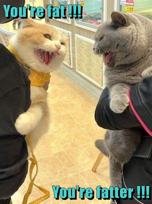 You're fat !!! You're fatter !!! - Lolcats - lol | cat memes | funny ...