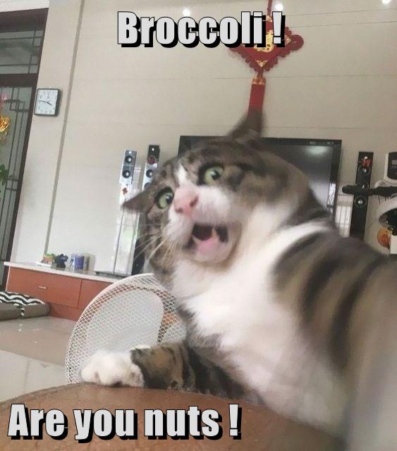 Broccoli ! - Lolcats - lol | cat memes | funny cats | funny cat ...
