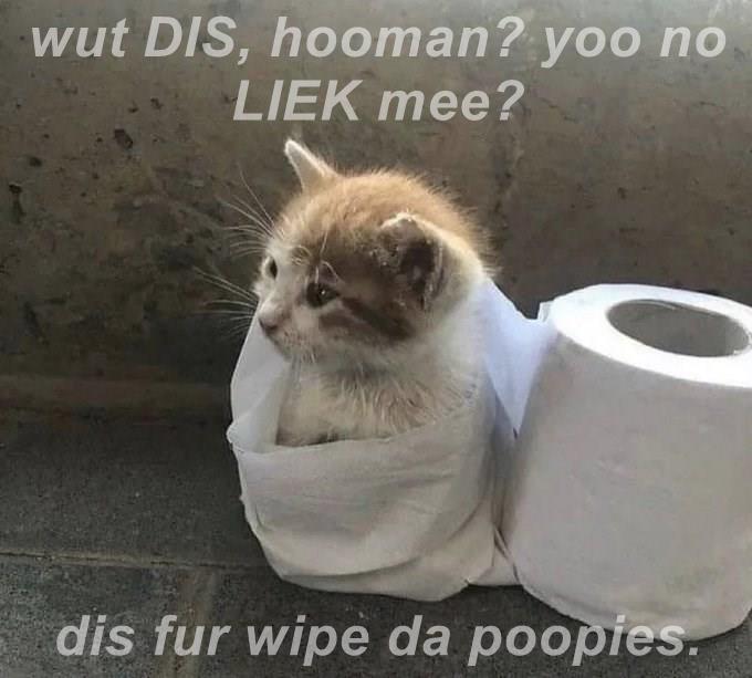 Dis fur wipe da poopies. - Lolcats - lol | cat memes | funny cats | funny cat pictures with ...