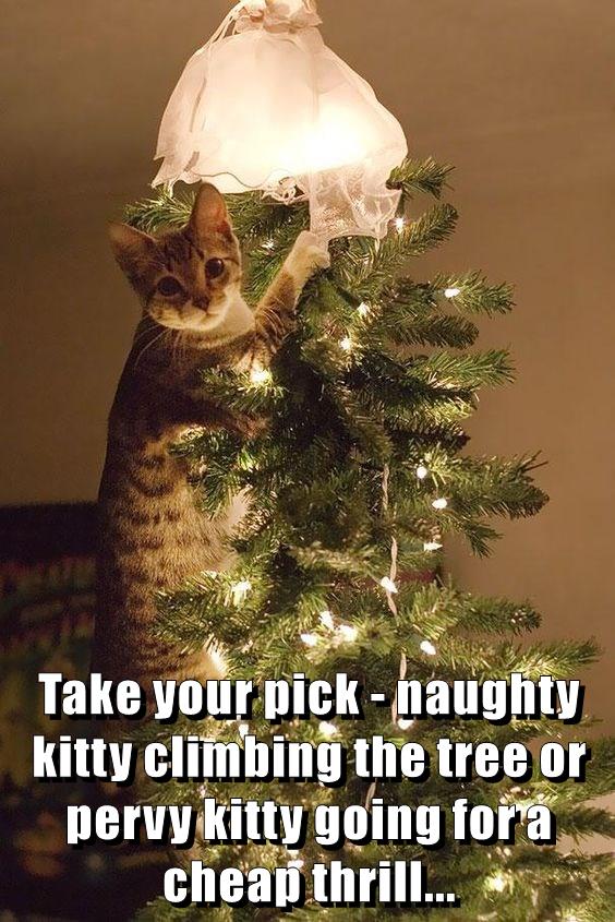Take your pick - Lolcats - lol | cat memes | funny cats | funny cat ...