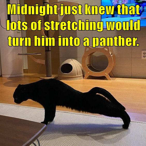 Midnight just knew that lots of stretching would turn him into a ...