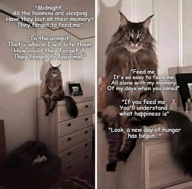 The Off-Off Broadway Production Of Cats - Lolcats - lol | cat memes ...