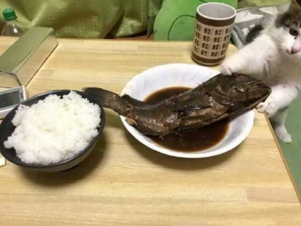 You Can Have The Rice... - Lolcats - lol | cat memes | funny cats ...