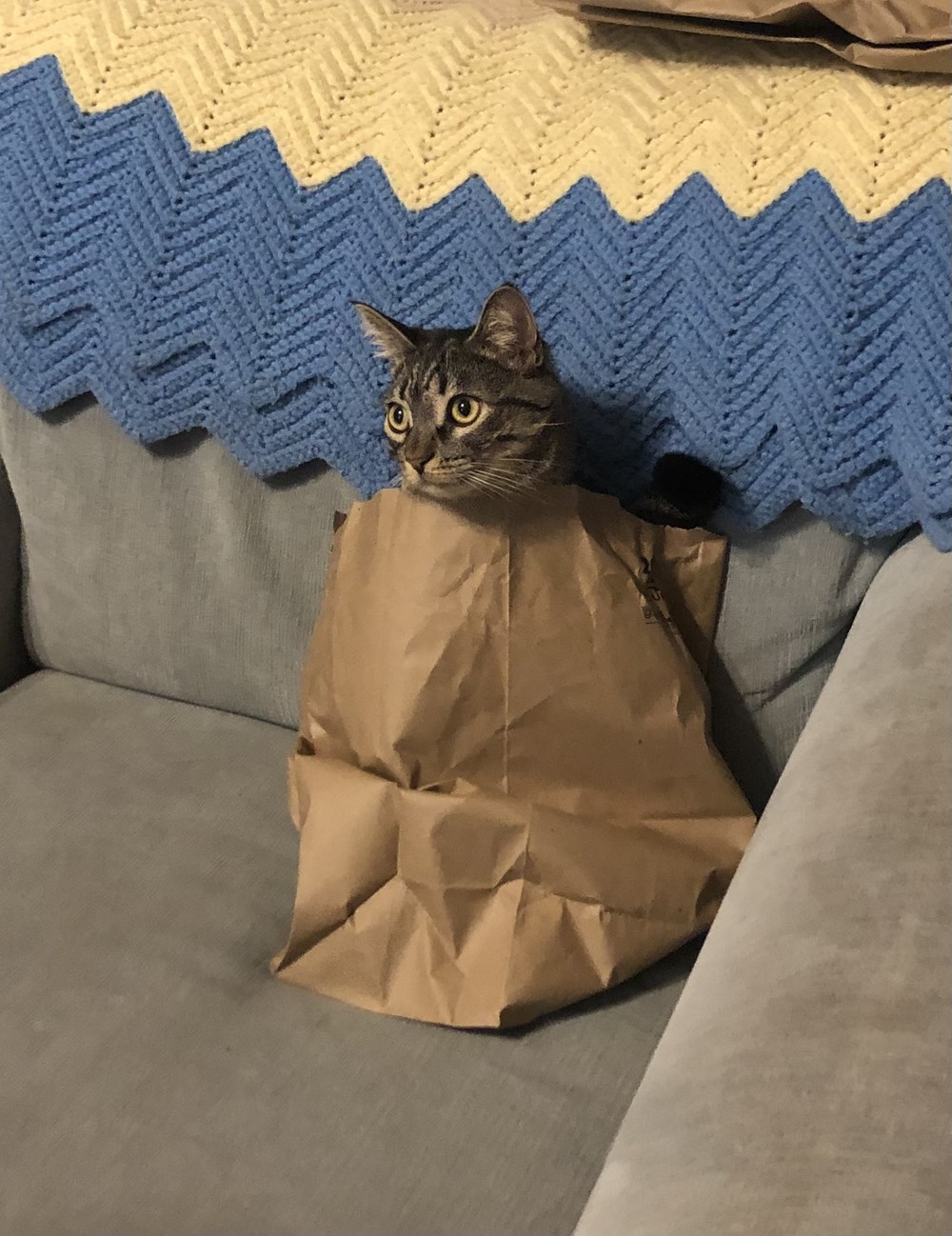 Cat Bag - Lolcats - lol | cat memes | funny cats | funny cat pictures ...