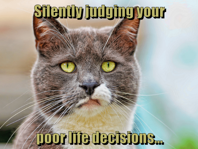 Silently judging your poor life decisions... - Lolcats - lol | cat ...