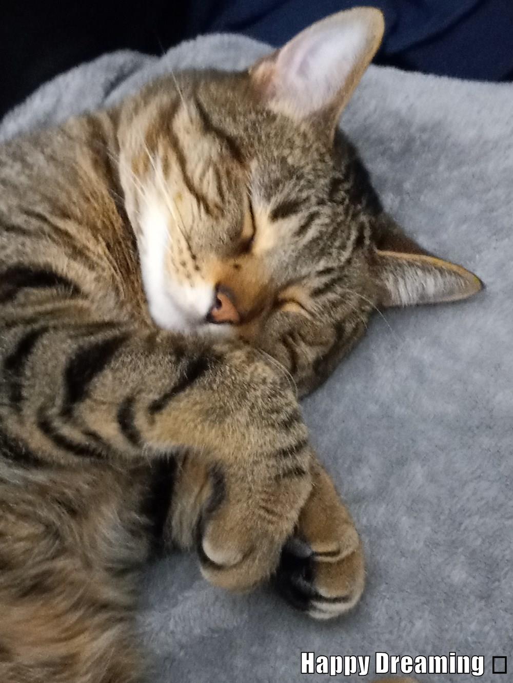 Happy Dreaming 💤 - Lolcats - lol | cat memes | funny cats | funny cat pictures with words on ...