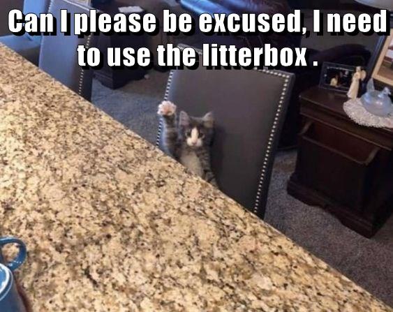 It's an emergency - Lolcats - lol | cat memes | funny cats | funny cat ...