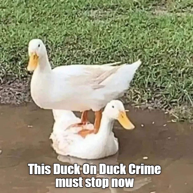 End Duck On Duck Crime - Animal Comedy - Animal Comedy, funny animals ...