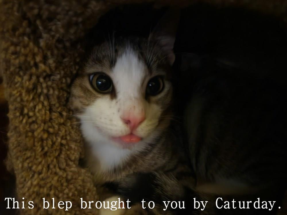 It's the Caturday blep! - I Can Has Cheezburger?