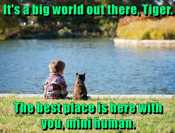 It's a big world out there, Tiger. - Lolcats - lol | cat memes | funny ...