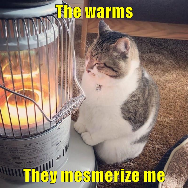The warms - Lolcats - lol | cat memes | funny cats | funny cat pictures ...