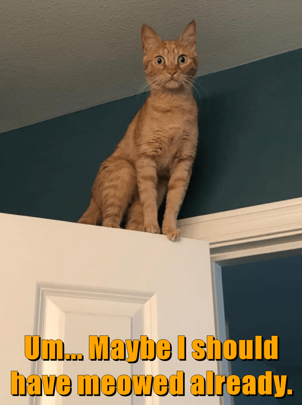 Maybe - Lolcats - lol | cat memes | funny cats | funny cat pictures ...