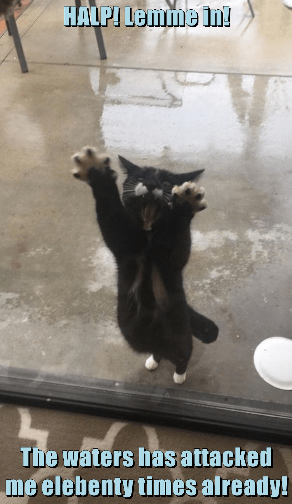 HALP! - Lolcats - lol | cat memes | funny cats | funny cat pictures ...