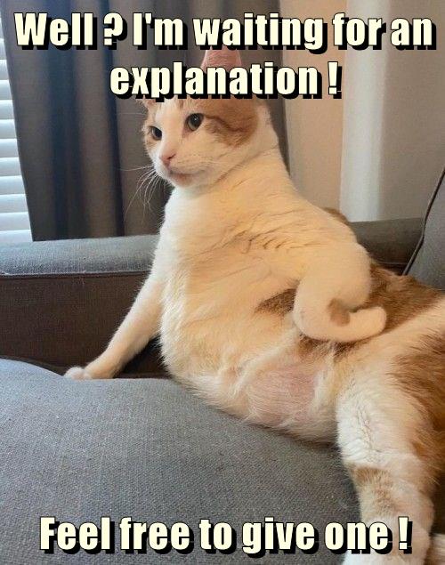 Well ? I'm waiting for an explanation ! Feel free to give one ! - Lolcats - lol | cat memes ...