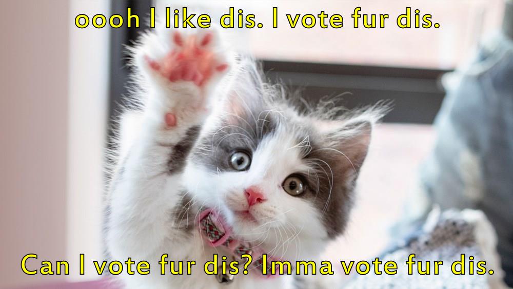 Voting is fun - Lolcats - lol | cat memes | funny cats | funny cat ...