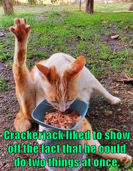 Show off - Lolcats - lol | cat memes | funny cats | funny cat pictures ...
