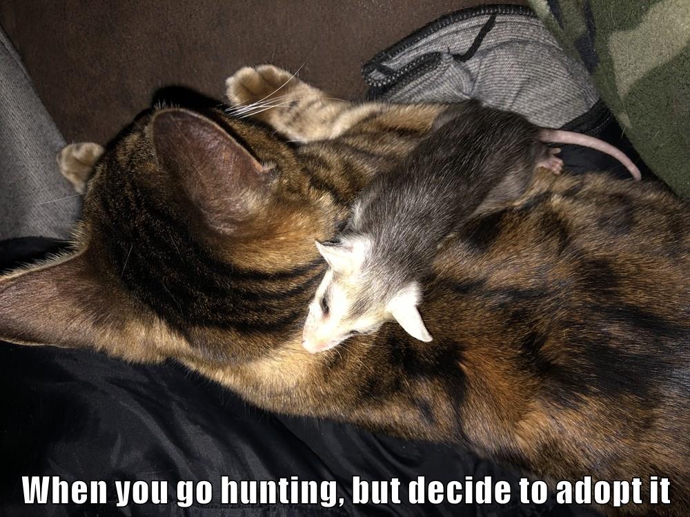 When you go hunting, but decide to adopt it - Lolcats - lol | cat memes ...