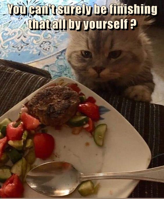 You can't surely be finishing that all by yourself ? - Lolcats - lol ...
