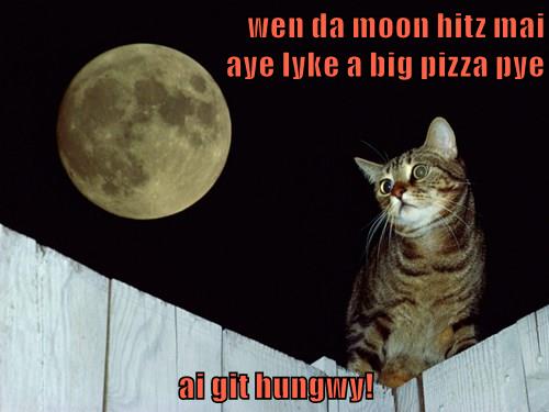 Da moon - Lolcats - lol | cat memes | funny cats | funny cat pictures ...