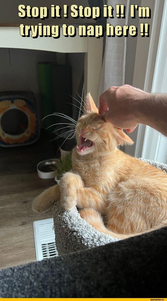Stop it!! - Lolcats - lol | cat memes | funny cats | funny cat pictures ...