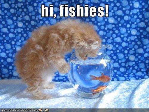 Hi, fishies! - Lolcats - lol | cat memes | funny cats | funny cat ...