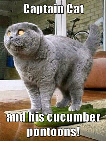 Captain Cat - Lolcats - lol | cat memes | funny cats | funny cat ...