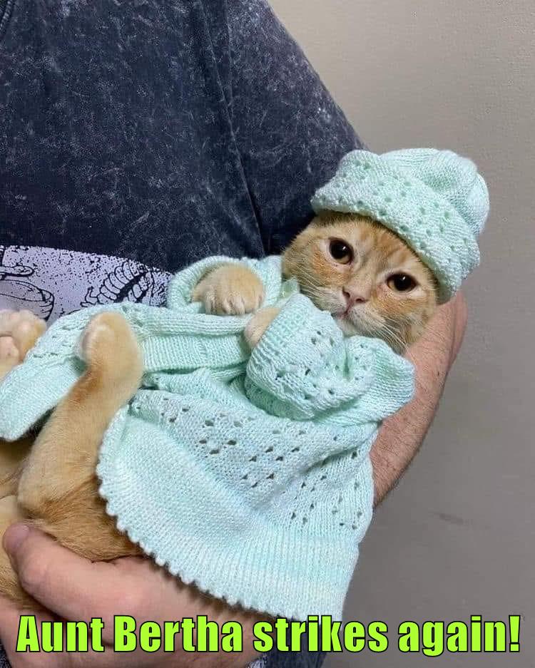 Aunt Bertha strikes again! - Lolcats - lol | cat memes | funny cats ...