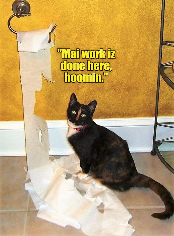 Just doing his job! - Lolcats - lol | cat memes | funny cats | funny ...