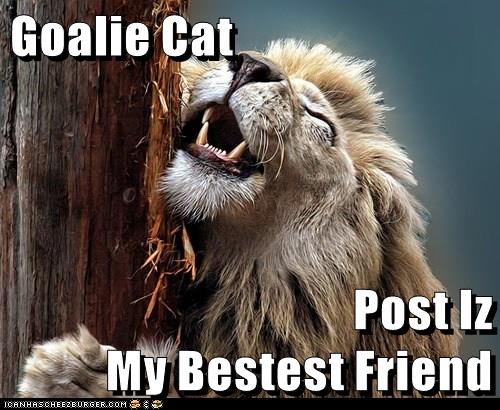 Goalie Cat - Lolcats - lol | cat memes | funny cats | funny cat ...