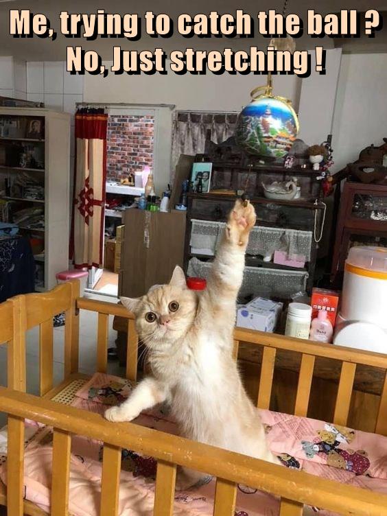 Just stretching ! - Lolcats - lol | cat memes | funny cats | funny cat ...