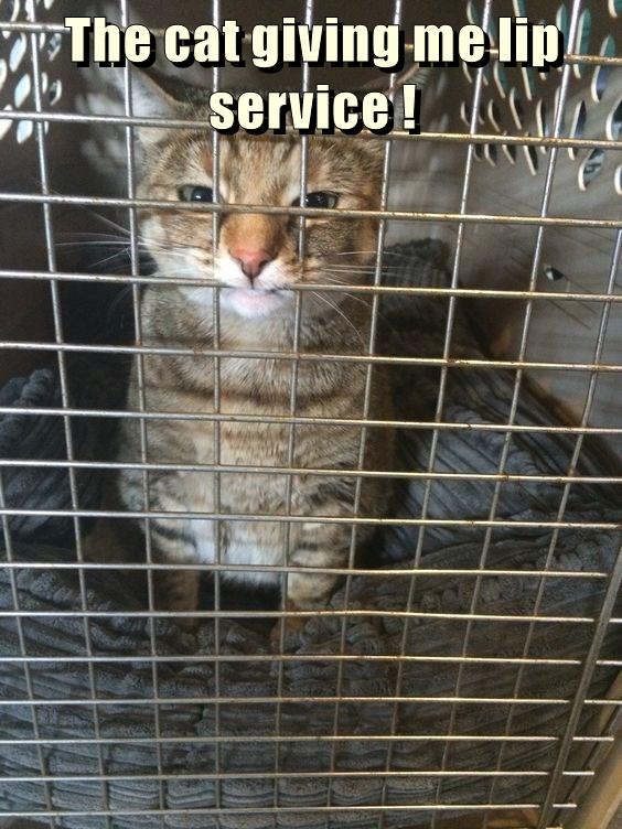 The cat giving lip service - Lolcats - lol | cat memes | funny cats ...