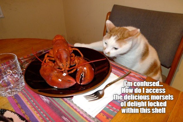 Opposable Thumbs Necessary, And A Nut Cracker - Lolcats - lol | cat ...