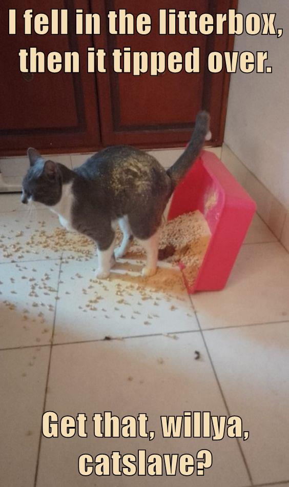 Uh oh - Lolcats - lol | cat memes | funny cats | funny cat pictures ...