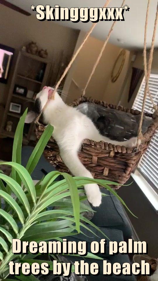 Dreaming of palm trees by the beach - Lolcats - lol | cat memes | funny ...