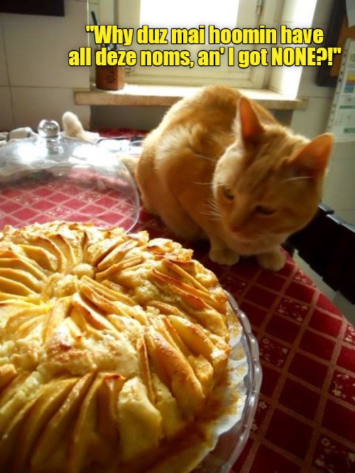 Dissatisfaction... kitty has it - Lolcats - lol | cat memes | funny ...