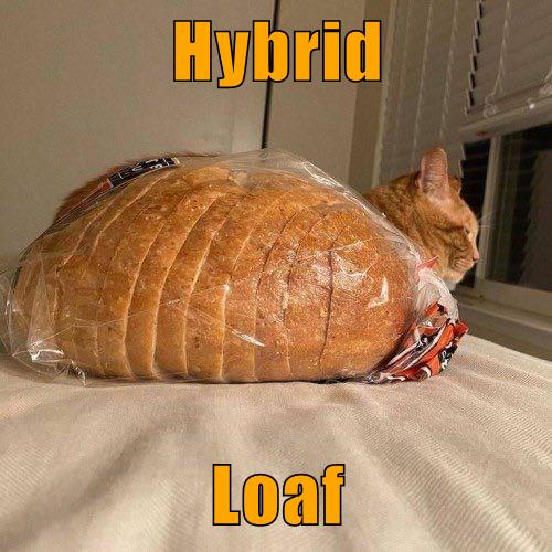 Hybrid Loaf - Lolcats - lol | cat memes | funny cats | funny cat ...