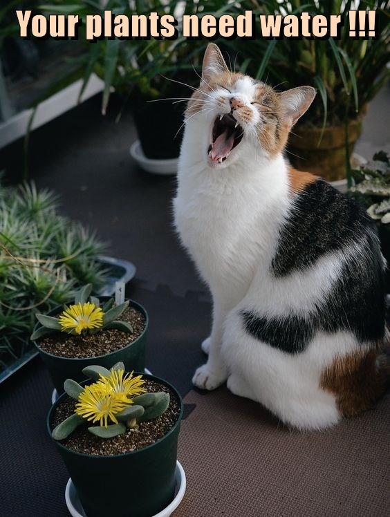 Your plants need water !!! - Lolcats - lol | cat memes | funny cats ...