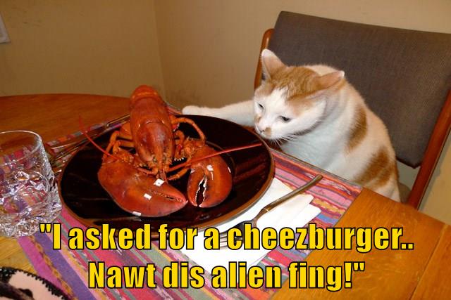 Dis no cheezburger - I Can Has Cheezburger?