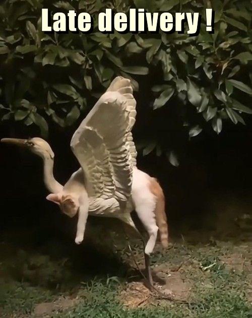 Late Delivery Lolcats Lol Cat Memes Funny Cats Funny Cat