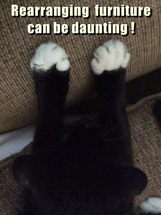 Rearranging furniture can be daunting ! - Lolcats - lol | cat memes ...