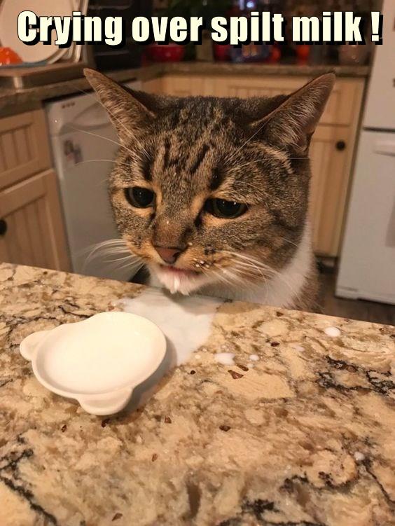 Crying over spilt milk - I Can Has Cheezburger?