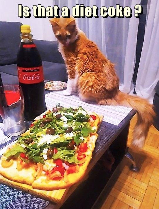 Is that a diet coke ? - Lolcats - lol | cat memes | funny cats | funny ...