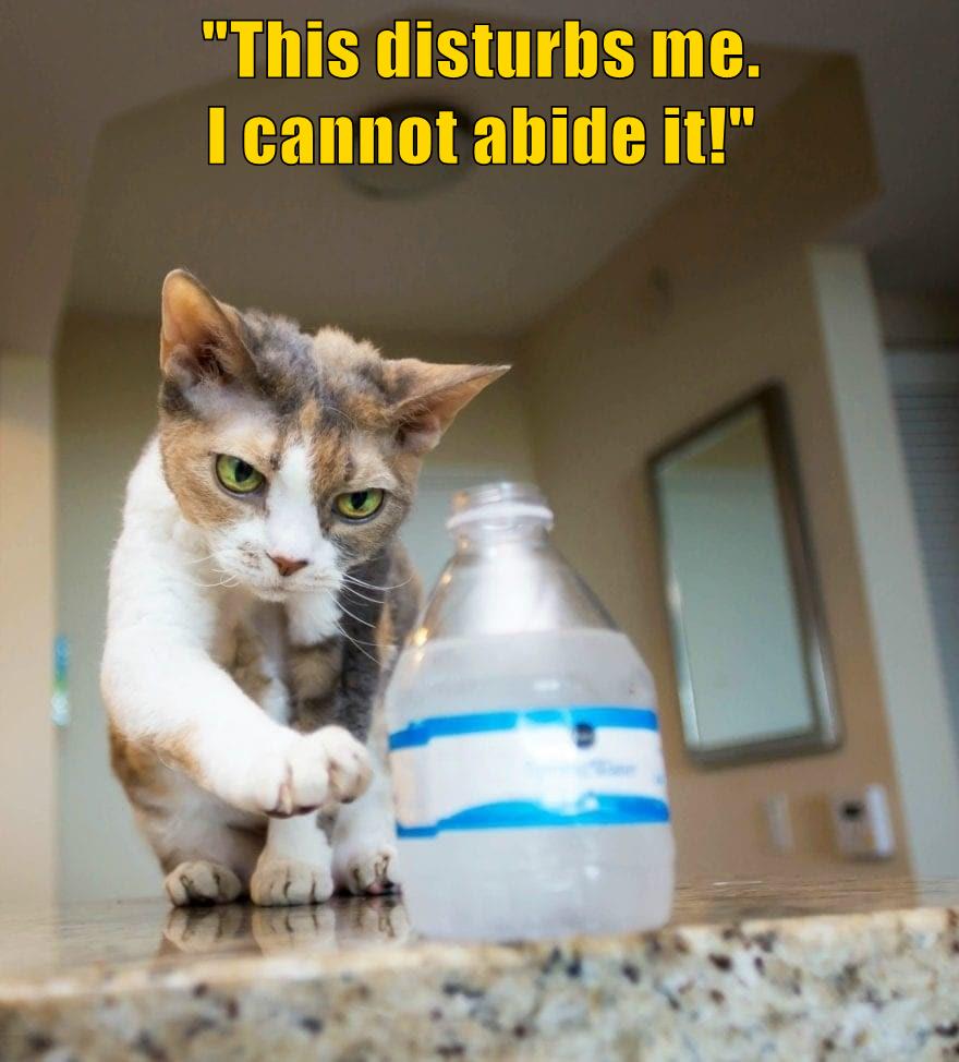 It's disturbing, for sure - Lolcats - lol | cat memes | funny cats ...