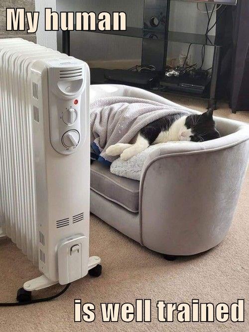 Well trained human - Lolcats - lol | cat memes | funny cats | funny cat ...