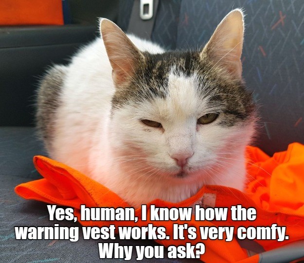 Very Comfy - Lolcats - lol | cat memes | funny cats | funny cat ...